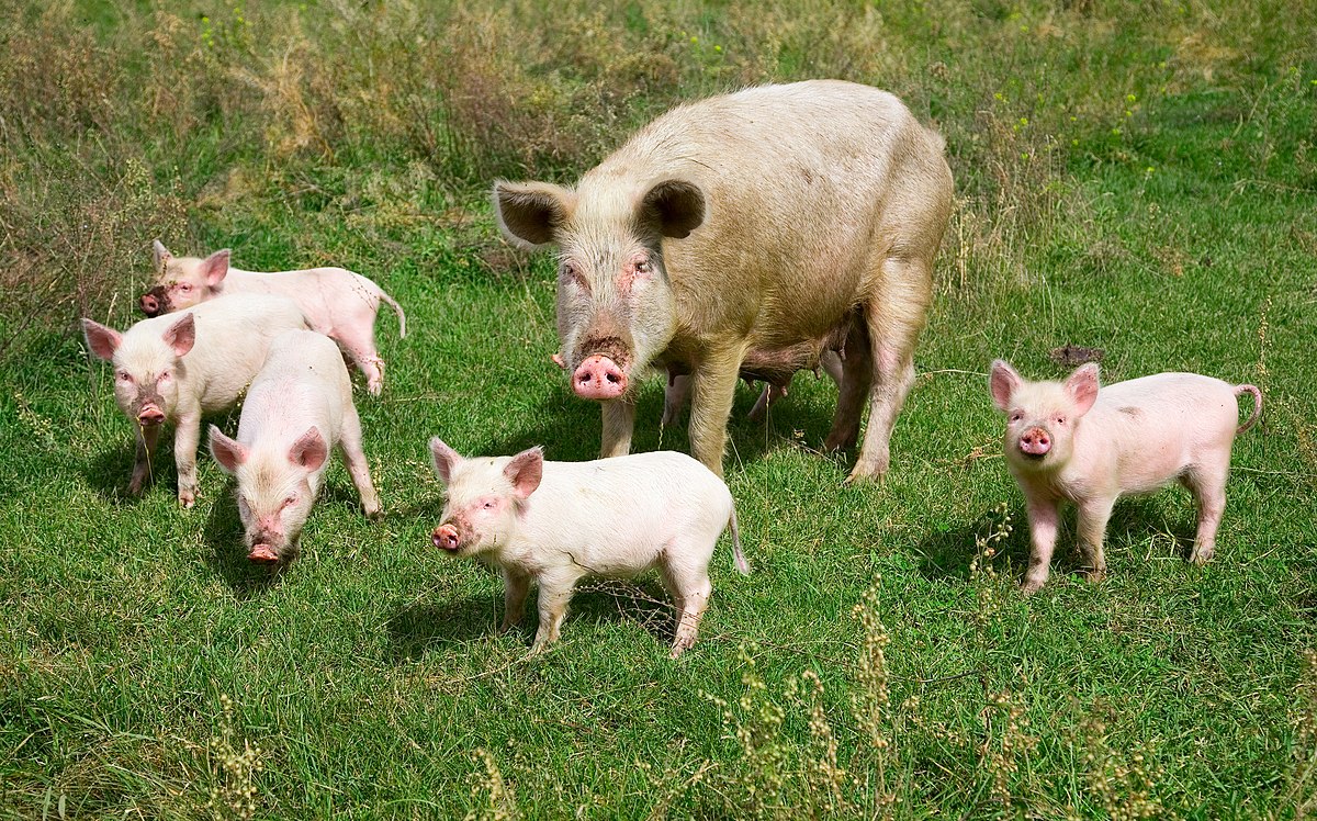 Le cochon est-il l'animal le plus propre de la ferme - Animaloo