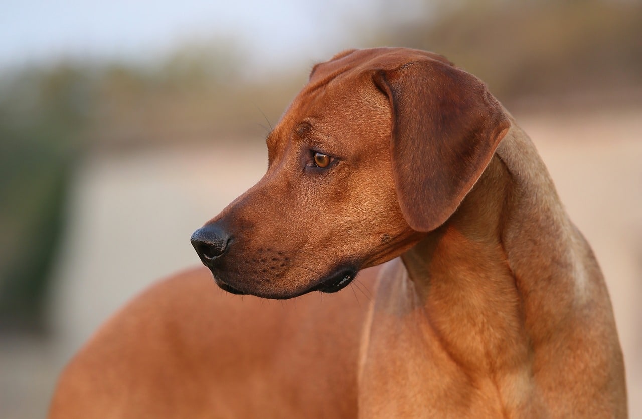 Le Rhodesian Ridgeback : conseils d'élevage - Animaloo