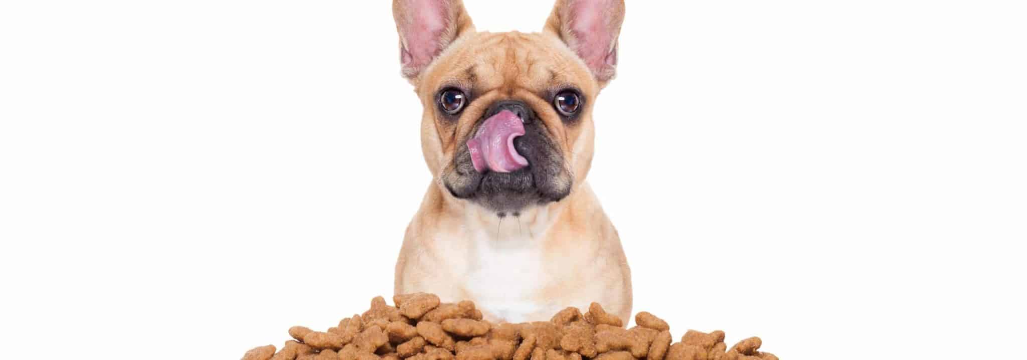 Quelles croquettes pour chien stérilisé ? - Animaloo